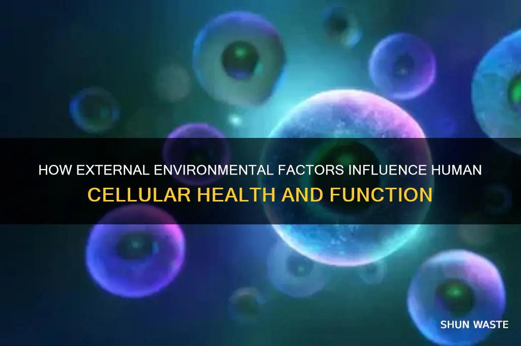 How External Environmental Factors Influence Human Cellular Health And ...