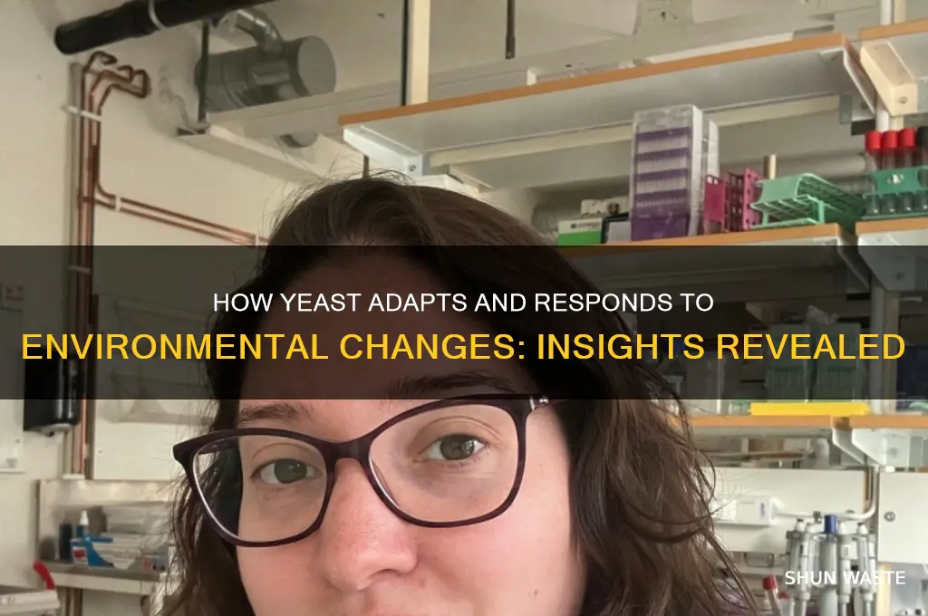 How Yeast Adapts And Responds To Environmental Changes: Insights ...