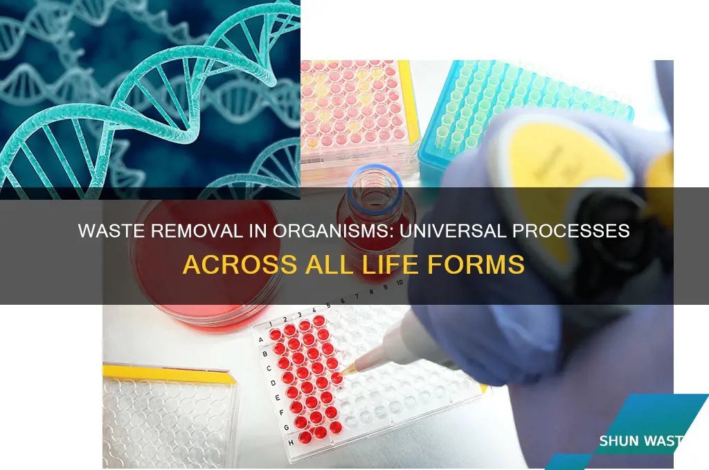 Waste Removal In Organisms: Universal Processes Across All Life Forms ...