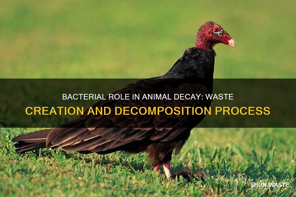Bacterial Role In Animal Decay: Waste Creation And Decomposition ...