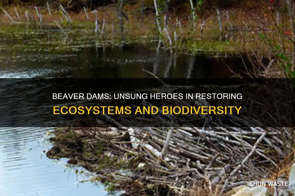 Beaver Dams: Unsung Heroes In Restoring Ecosystems And Biodiversity ...