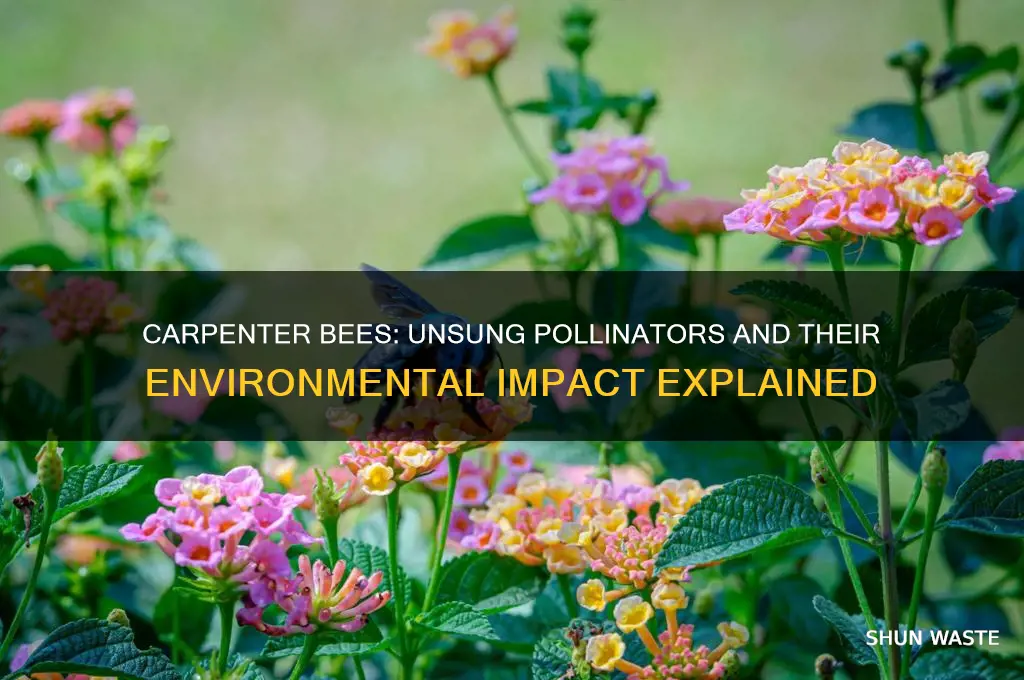 Carpenter Bees: Unsung Pollinators And Their Environmental Impact ...
