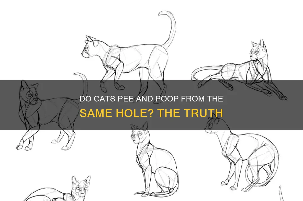 Do Cats Pee And Poop From The Same Hole? The Truth | ShunWaste