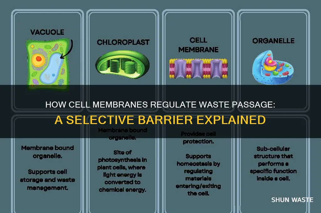 How Cell Membranes Regulate Waste Passage: A Selective Barrier ...