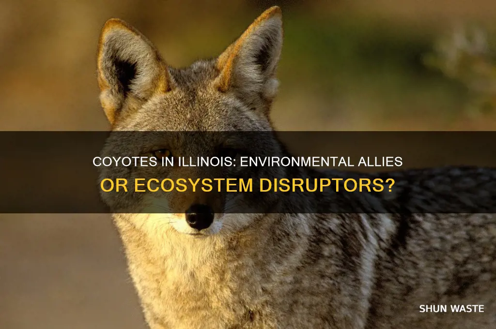 Coyotes In Illinois: Environmental Allies Or Ecosystem Disruptors ...