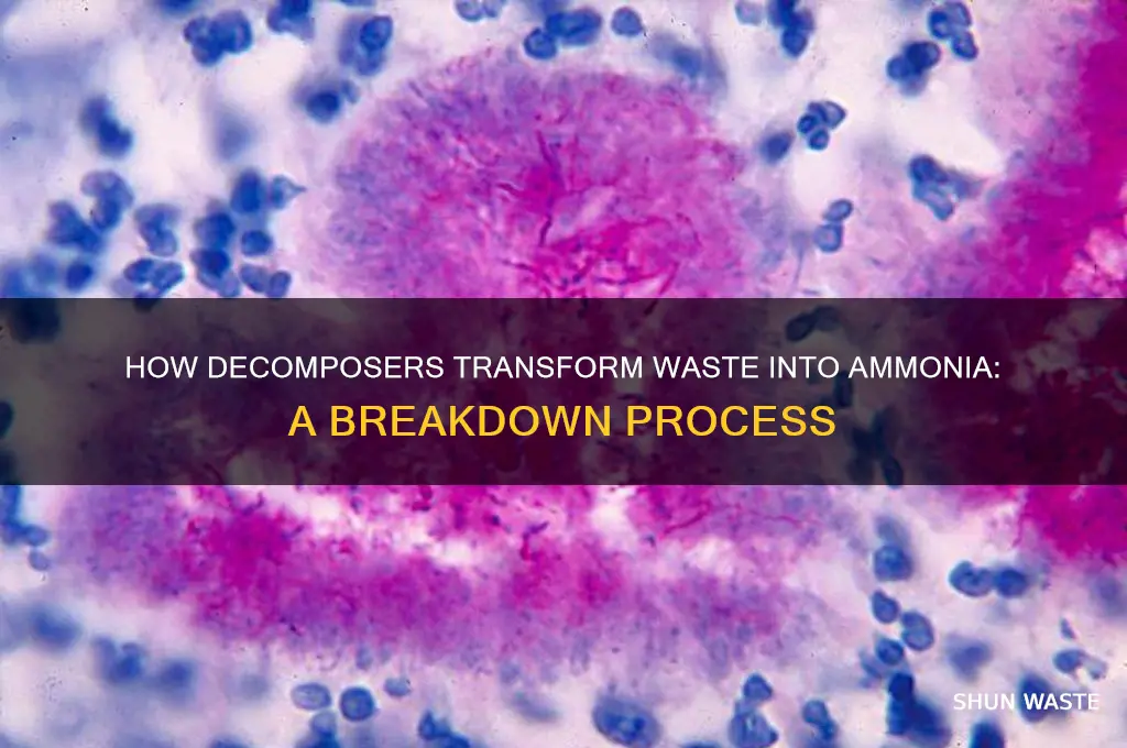 How Decomposers Transform Waste Into Ammonia: A Breakdown Process ...