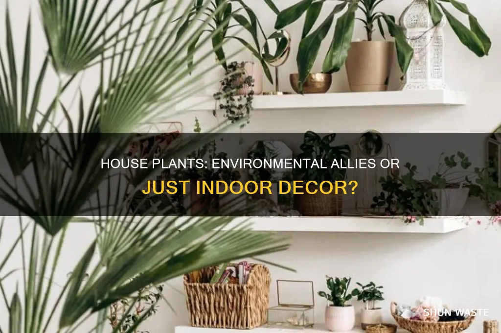 House Plants: Environmental Allies Or Just Indoor Decor? | ShunWaste