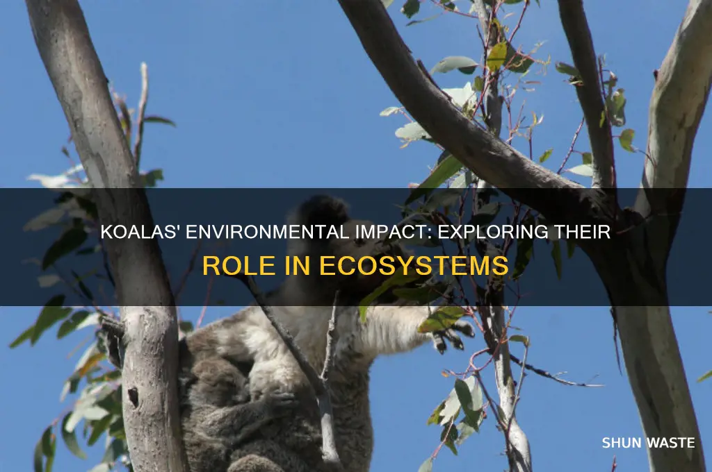 Koalas' Environmental Impact: Exploring Their Role In Ecosystems ...