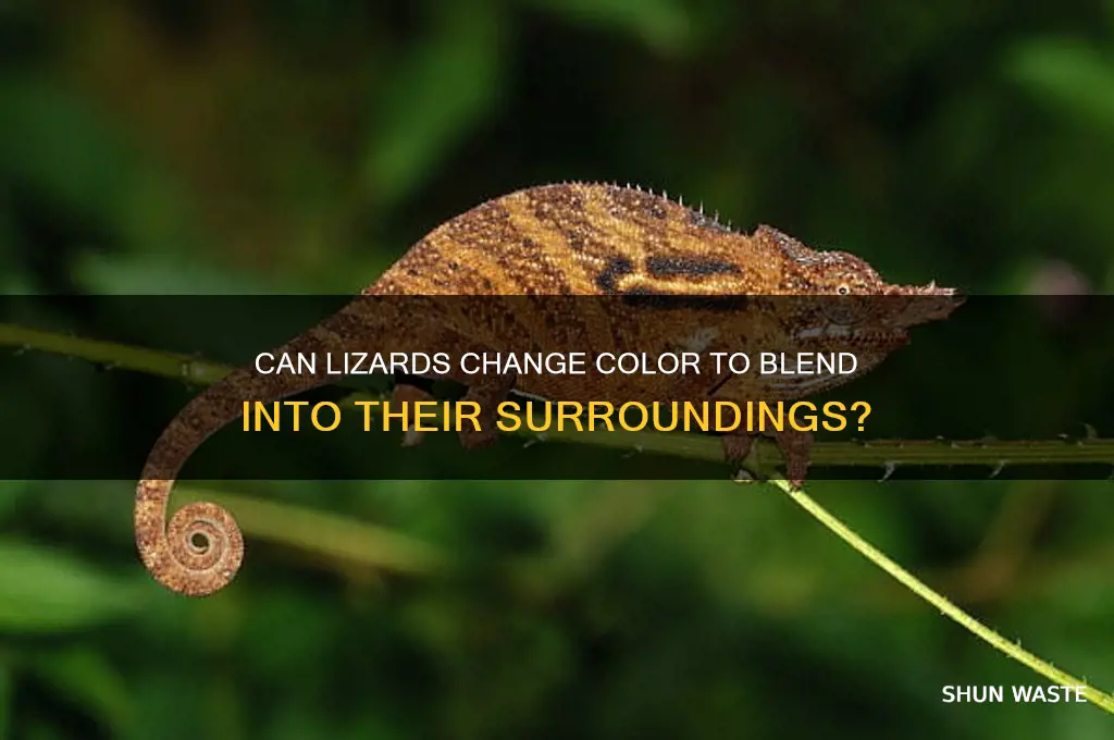 Can Lizards Change Color To Blend Into Their Surroundings? | ShunWaste