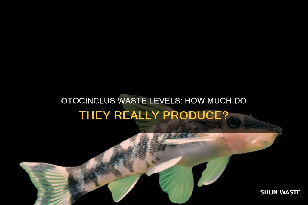 Otocinclus Waste Levels: How Much Do They Really Produce? | ShunWaste