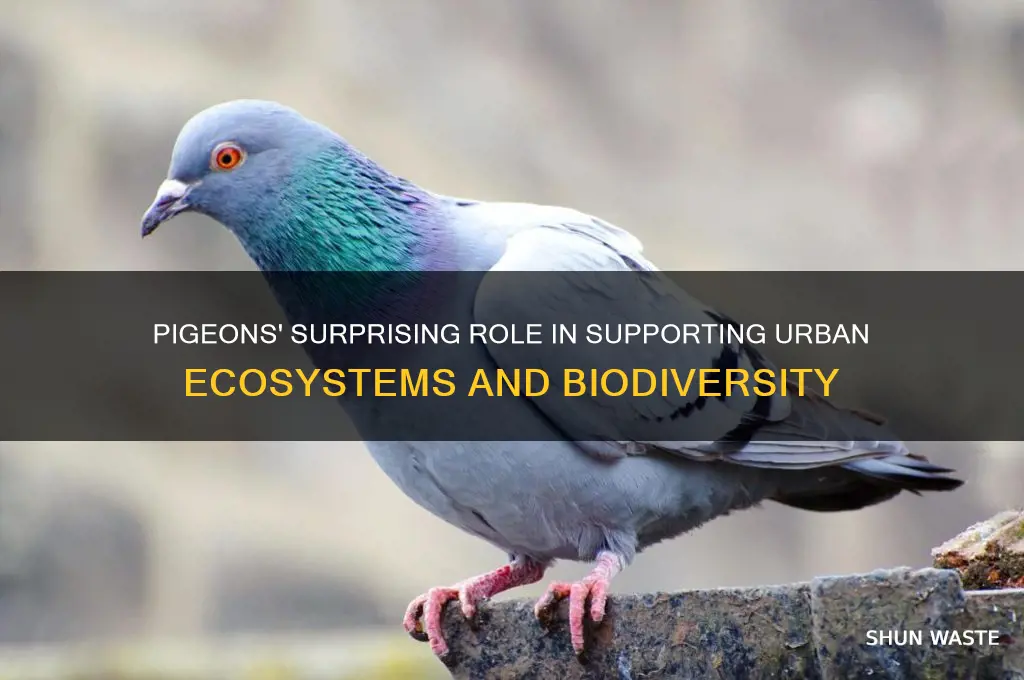 Pigeons' Surprising Role In Supporting Urban Ecosystems And ...