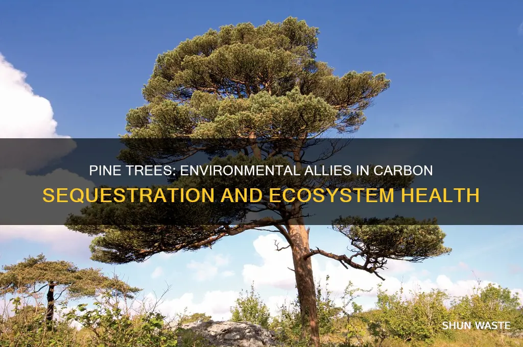 Pine Trees: Environmental Allies In Carbon Sequestration And Ecosystem ...