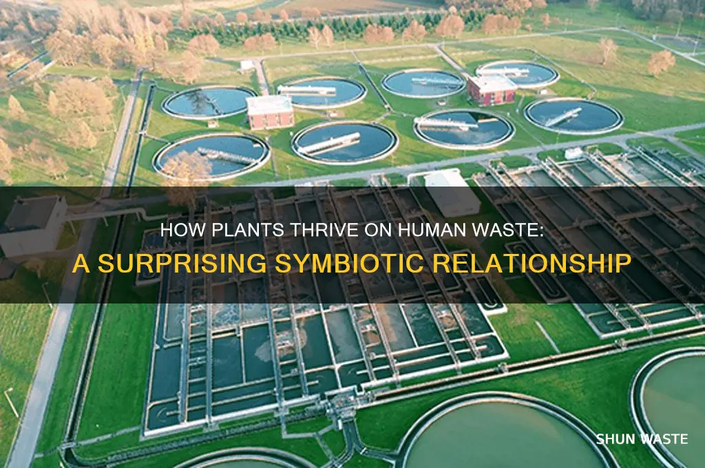 How Plants Thrive On Human Waste: A Surprising Symbiotic Relationship ...