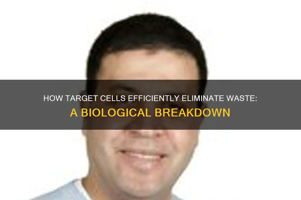 How Target Cells Efficiently Eliminate Waste: A Biological Breakdown ...