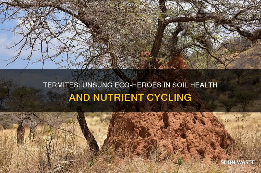 Termites: Unsung Eco-Heroes In Soil Health And Nutrient Cycling | ShunWaste