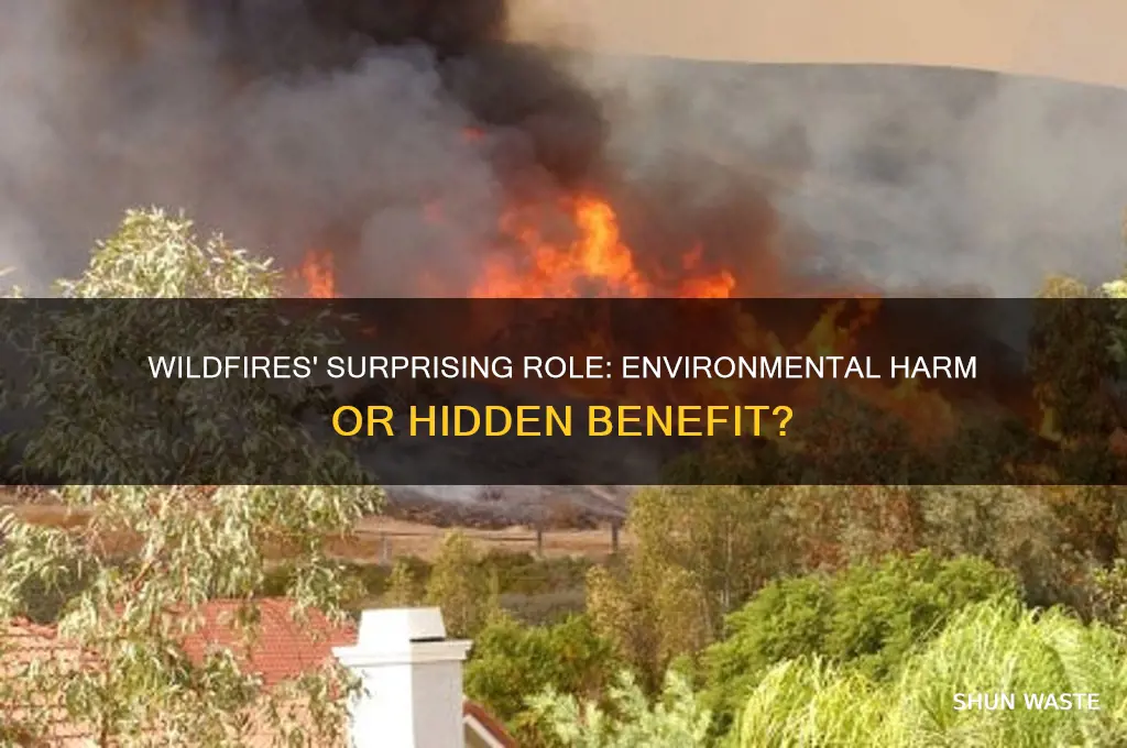 Wildfires' Surprising Role: Environmental Harm Or Hidden Benefit ...
