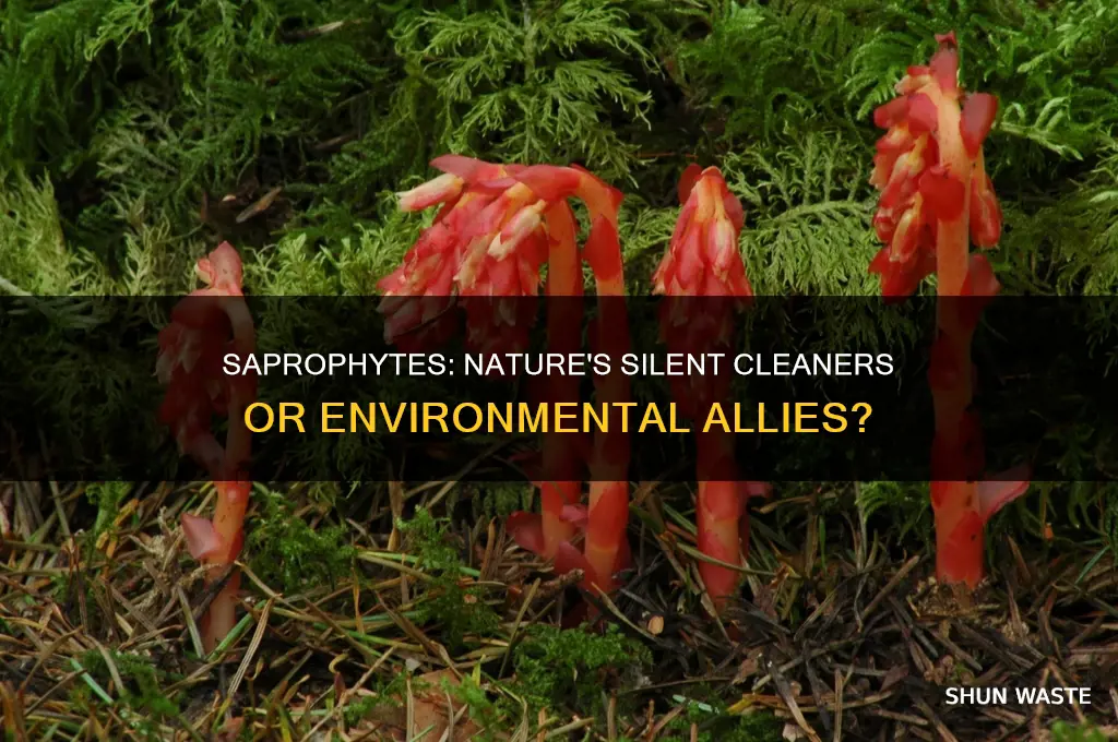Saprophytes: Nature's Silent Cleaners Or Environmental Allies? | ShunWaste