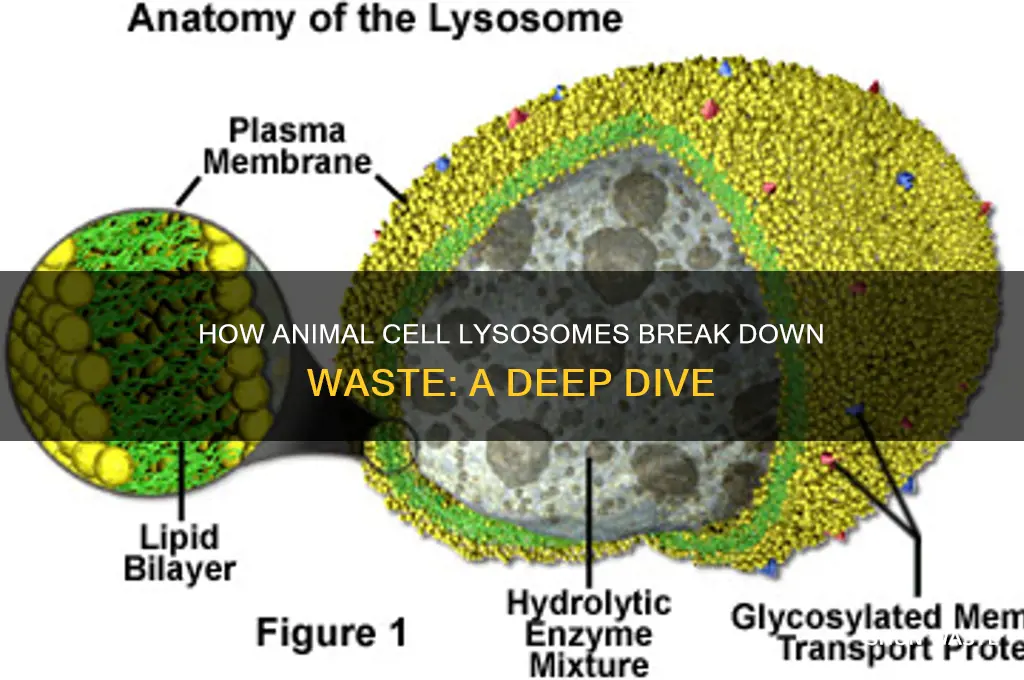 How Animal Cell Lysosomes Break Down Waste: A Deep Dive | ShunWaste