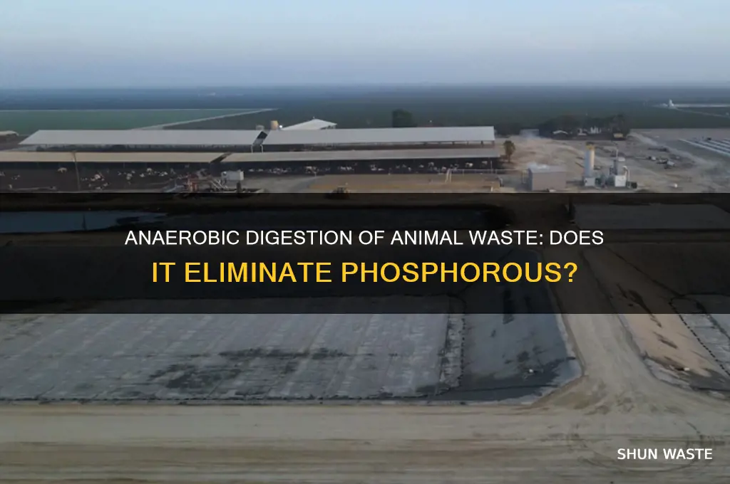 Anaerobic Digestion Of Animal Waste: Does It Eliminate Phosphorous ...