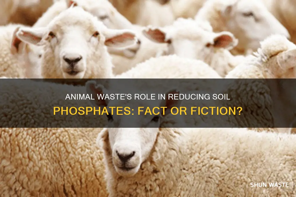 Animal Waste's Role In Reducing Soil Phosphates: Fact Or Fiction ...