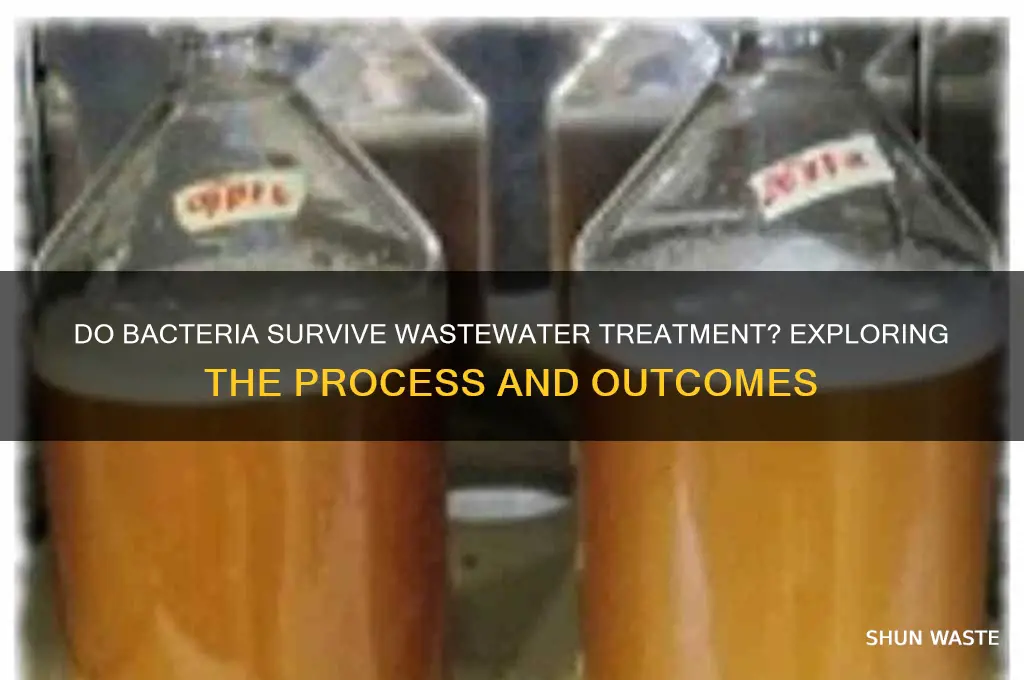 Do Bacteria Survive Wastewater Treatment? Exploring The Process And ...