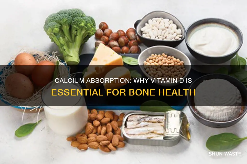 Calcium Absorption: Why Vitamin D Is Essential For Bone Health | ShunWaste