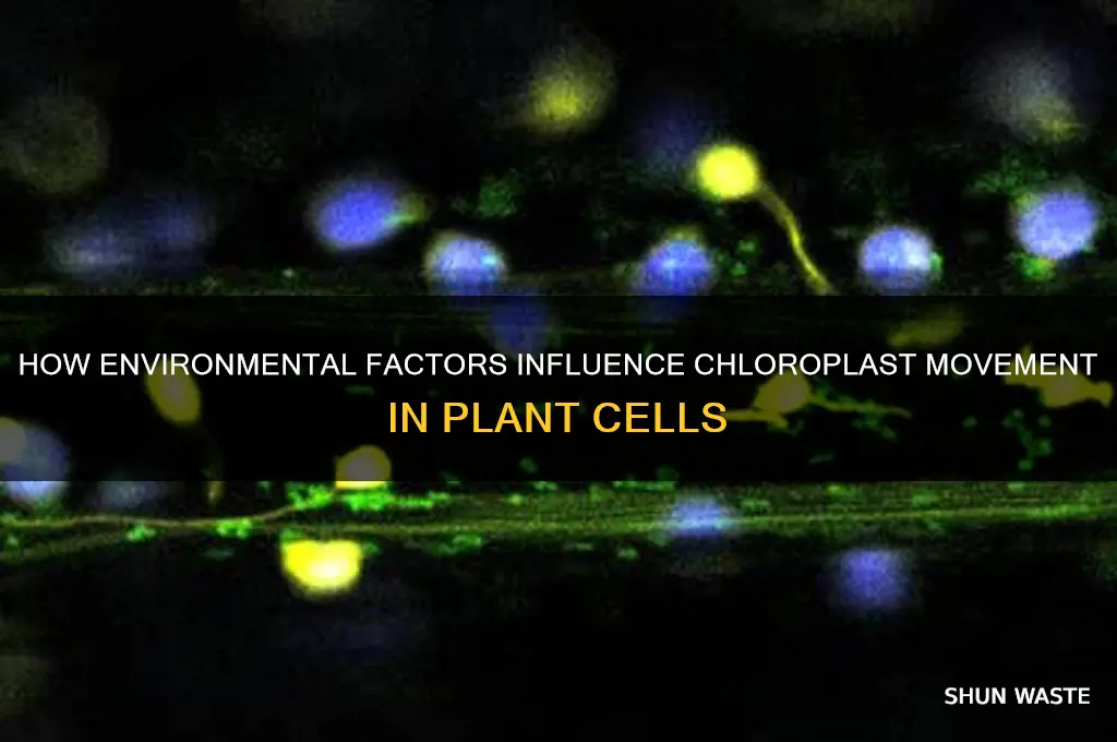 How Environmental Factors Influence Chloroplast Movement In Plant Cells ...