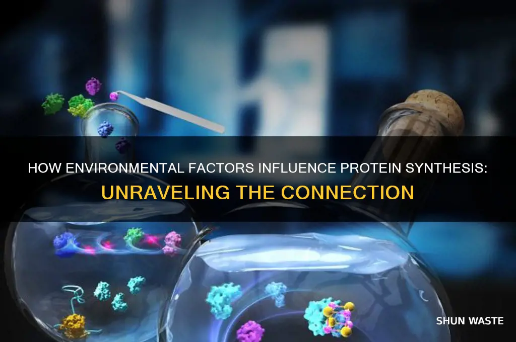 How Environmental Factors Influence Protein Synthesis: Unraveling The ...