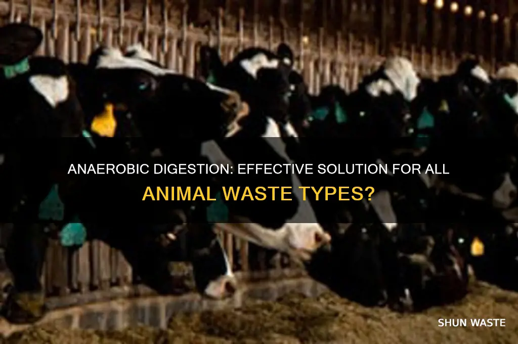 Anaerobic Digestion: Effective Solution For All Animal Waste Types ...