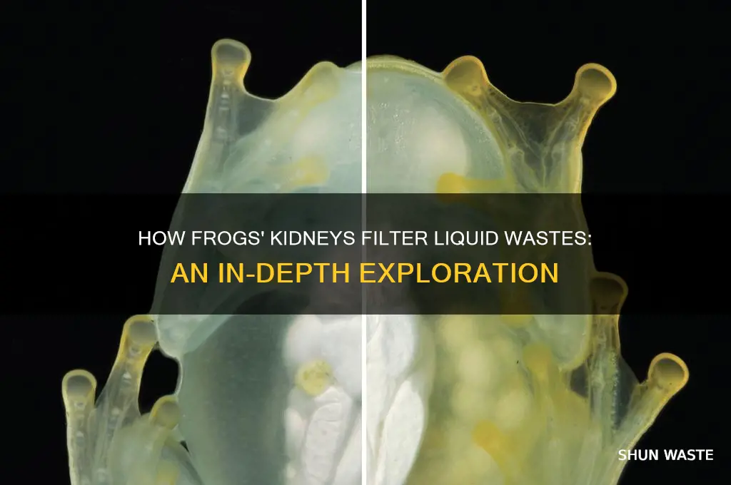 How Frogs' Kidneys Filter Liquid Wastes: An In-Depth Exploration ...