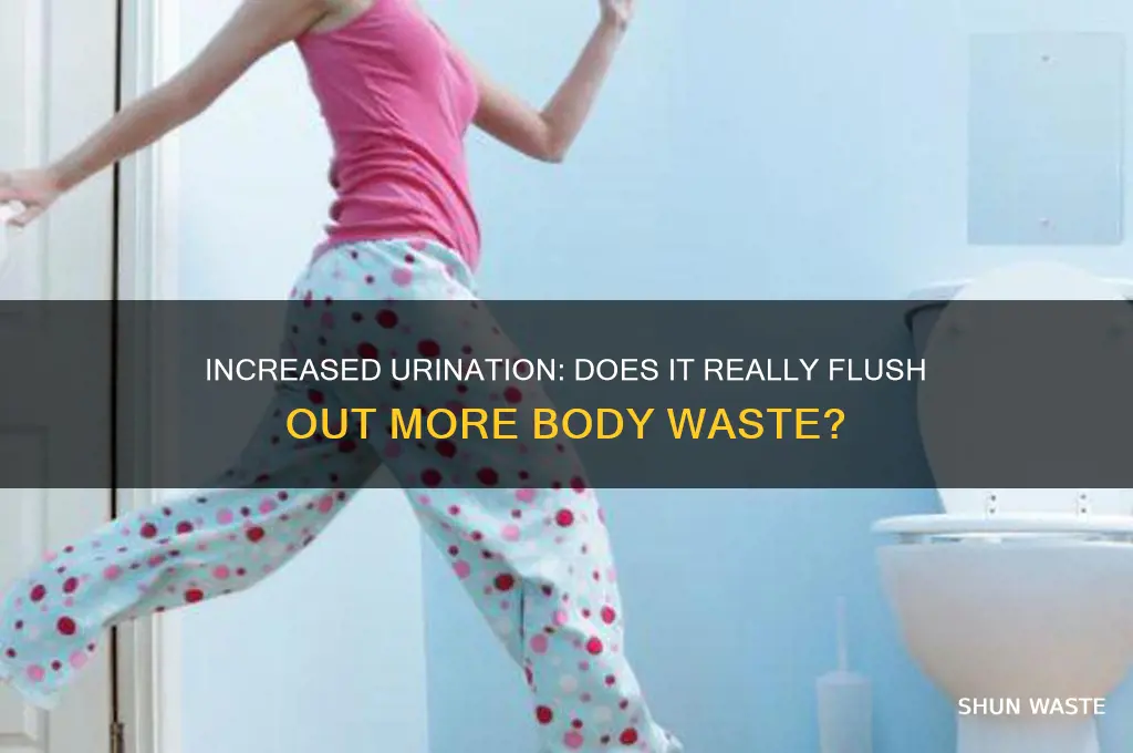 Increased Urination: Does It Really Flush Out More Body Waste? | ShunWaste