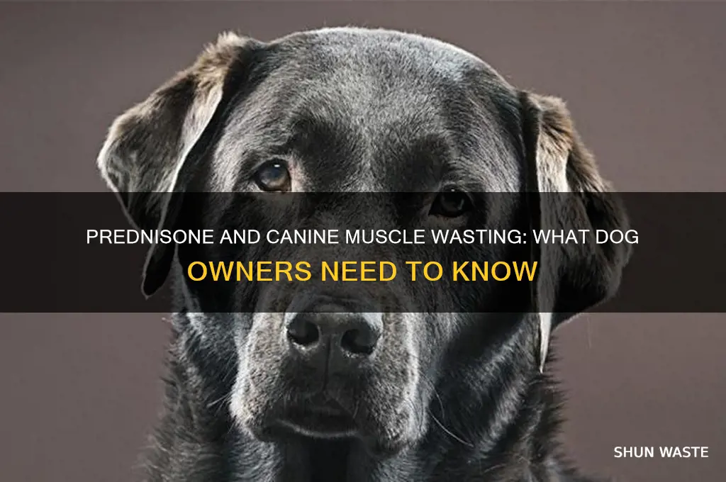 Prednisone And Canine Muscle Wasting: What Dog Owners Need To Know ...