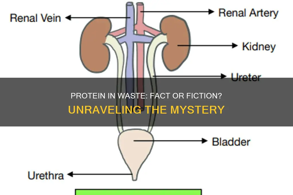 Protein In Waste: Fact Or Fiction? Unraveling The Mystery | ShunWaste