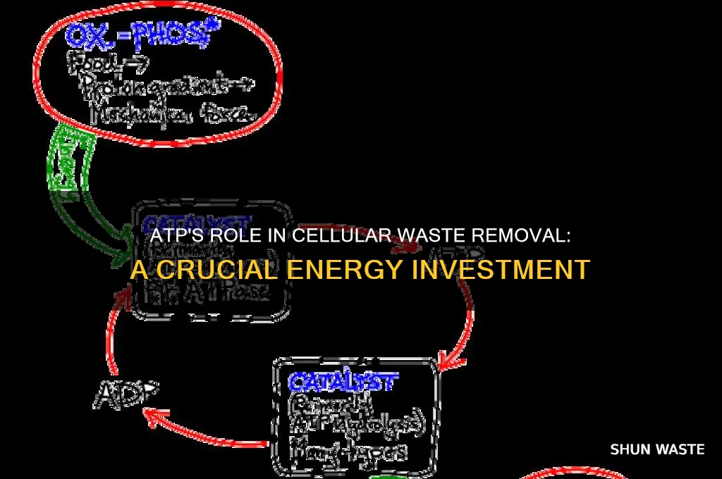 Atp's Role In Cellular Waste Removal: A Crucial Energy Investment ...