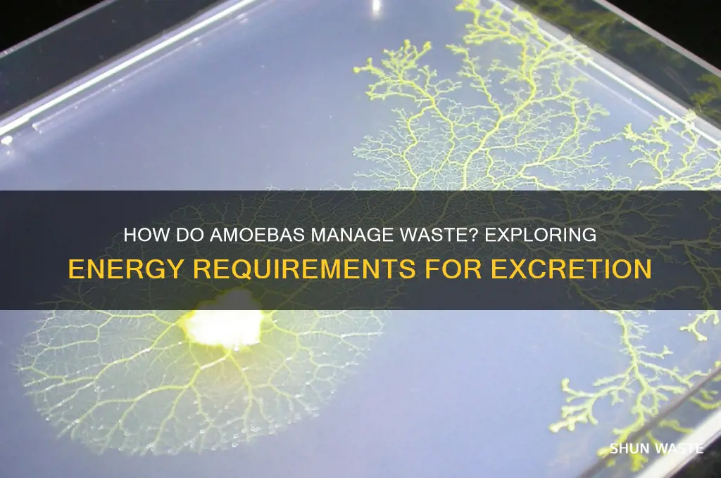 How Do Amoebas Manage Waste? Exploring Energy Requirements For ...
