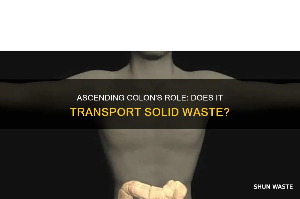 Ascending Colon's Role: Does It Transport Solid Waste? | ShunWaste