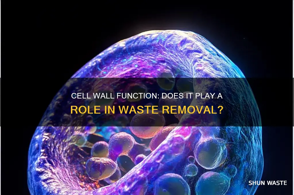 Cell Wall Function: Does It Play A Role In Waste Removal? | ShunWaste