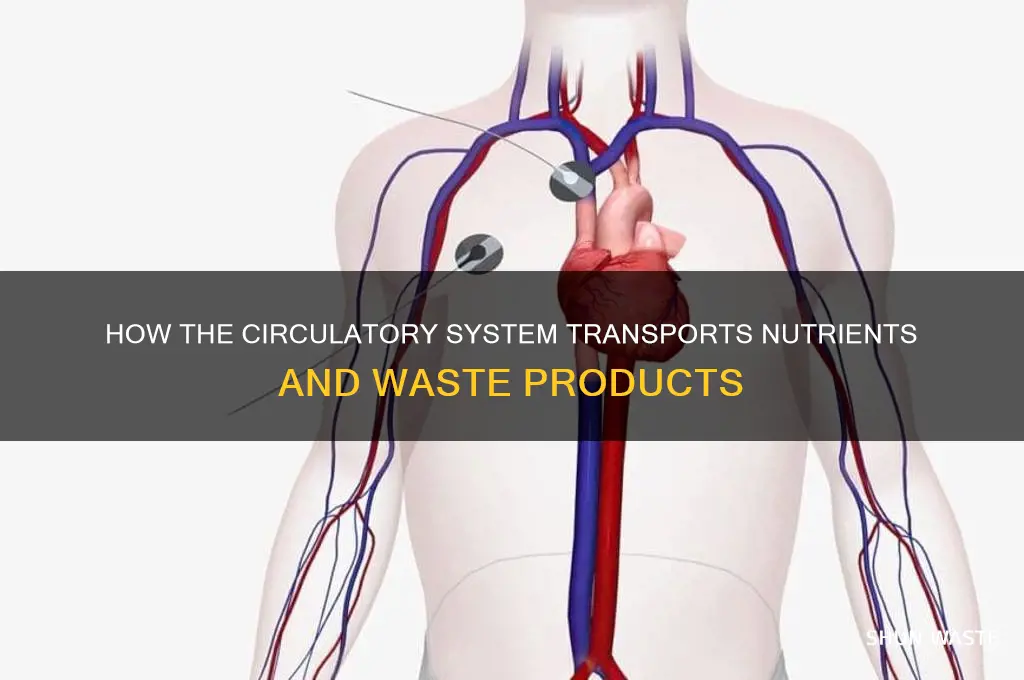 How The Circulatory System Transports Nutrients And Waste Products ...