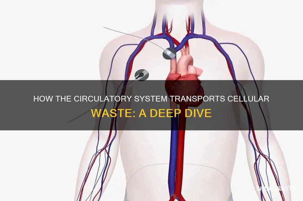How The Circulatory System Transports Cellular Waste: A Deep Dive ...