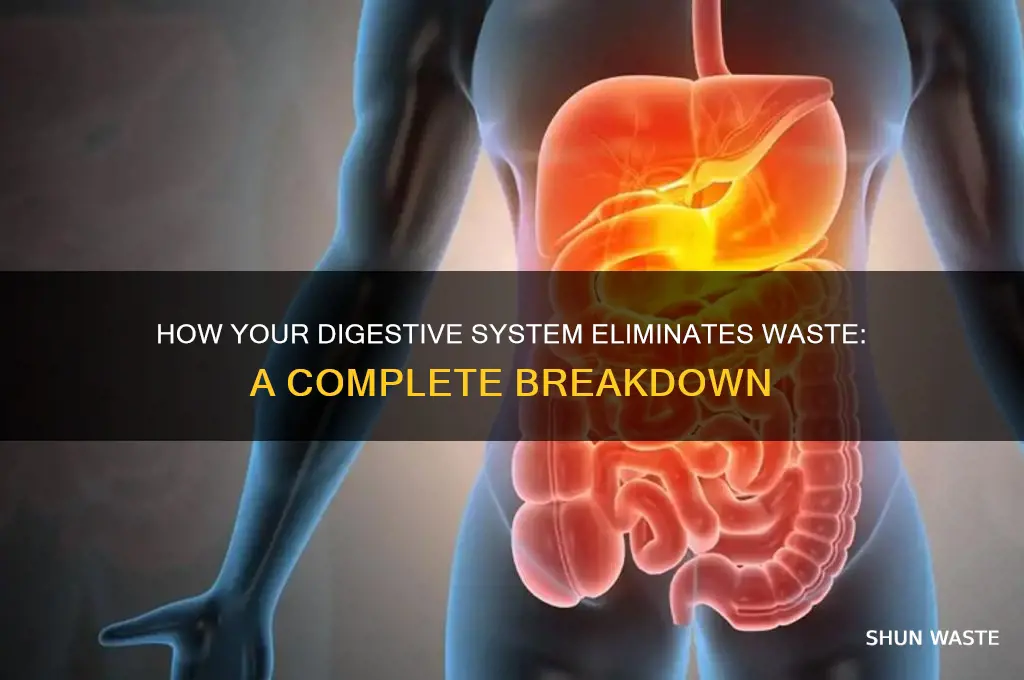 How Your Digestive System Eliminates Waste: A Complete Breakdown ...