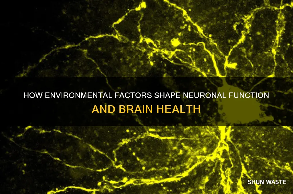 How Environmental Factors Shape Neuronal Function And Brain Health ...