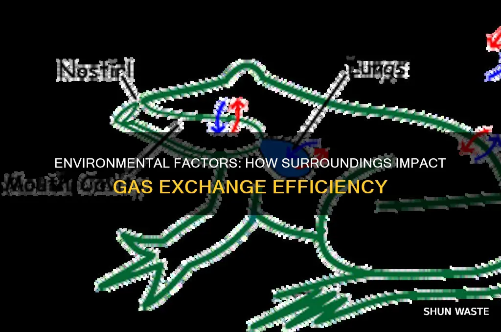 Environmental Factors: How Surroundings Impact Gas Exchange Efficiency ...
