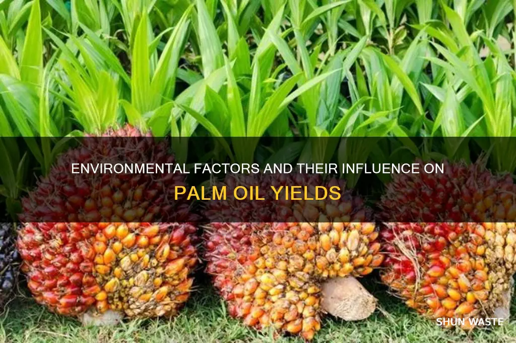Environmental Factors And Their Influence On Palm Oil Yields | ShunWaste