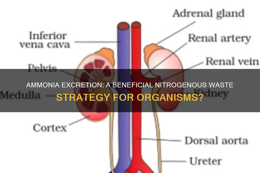 Ammonia Excretion: A Beneficial Nitrogenous Waste Strategy For ...