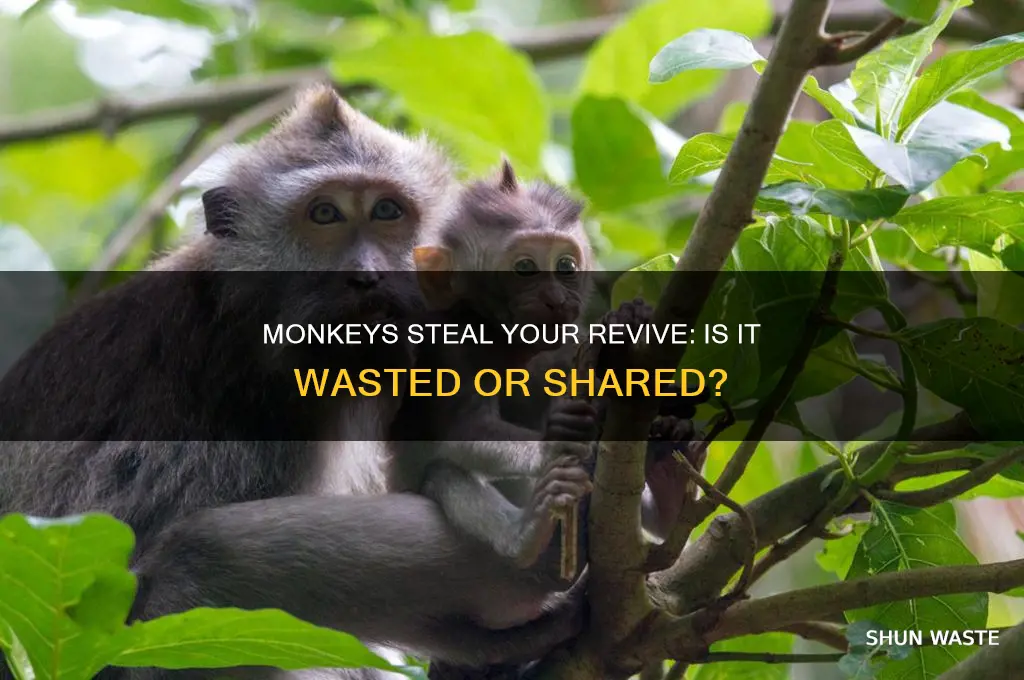 Monkeys Steal Your Revive: Is It Wasted Or Shared? | ShunWaste