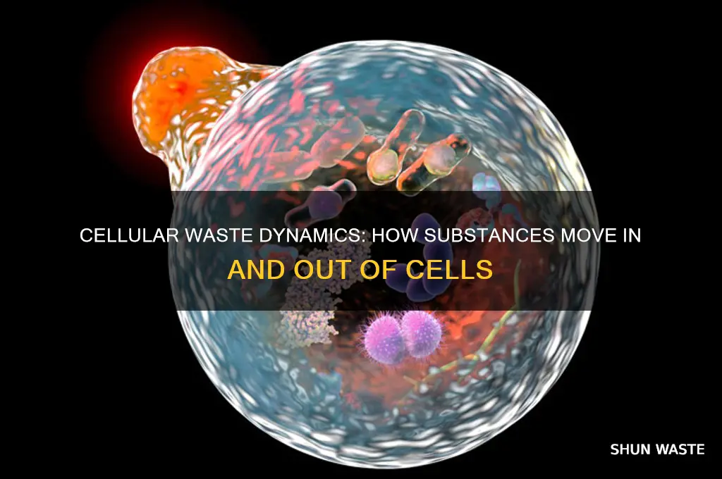 Cellular Waste Dynamics: How Substances Move In And Out Of Cells ...