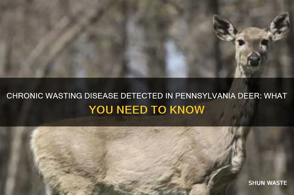 Chronic Wasting Disease Detected In Pennsylvania Deer: What You Need To ...