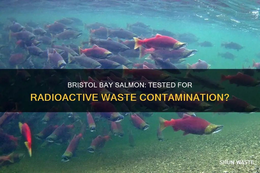 Bristol Bay Salmon: Tested For Radioactive Waste Contamination? | ShunWaste