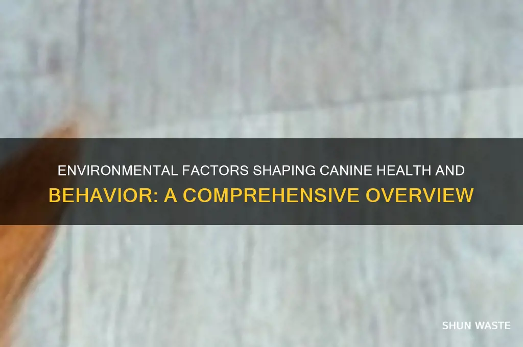 Environmental Factors Shaping Canine Health And Behavior: A ...