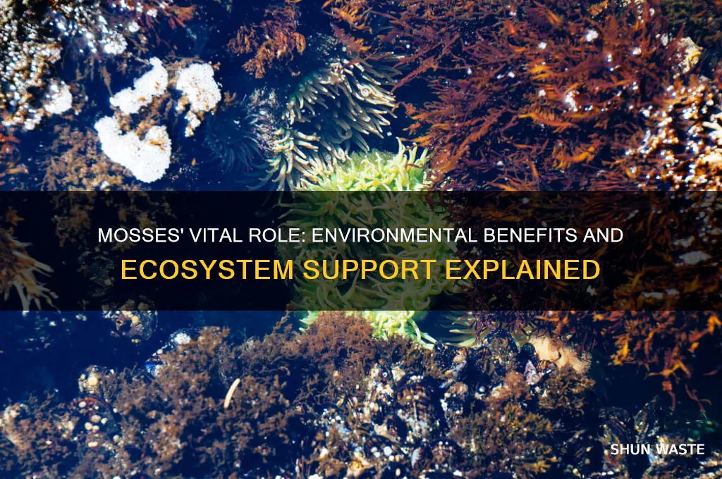 Mosses' Vital Role: Environmental Benefits And Ecosystem Support ...